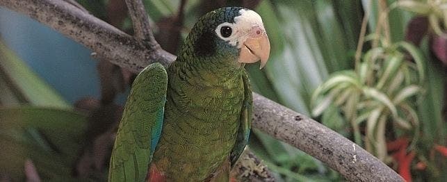 Choosing a Yellow-lored Amazon