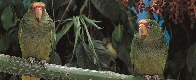 Choosing a Hispaniolan Amazon