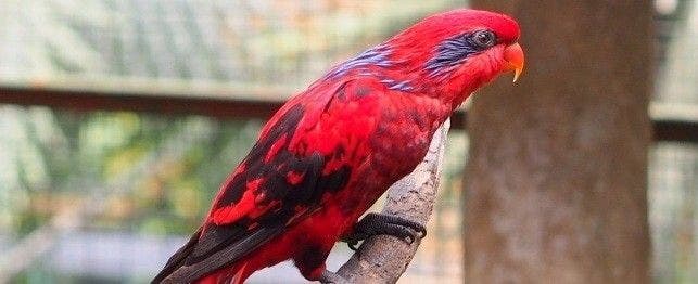 Choosing a Red Lory