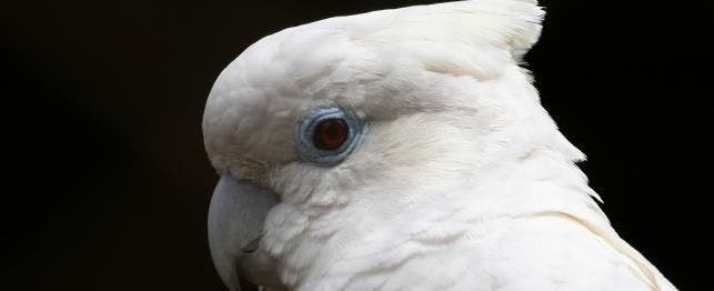 Choosing a Ducorps' Cockatoo