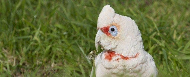Choosing a Slender-Billed Cockatoo