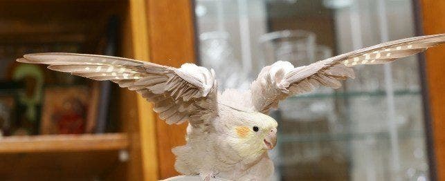 What to Do As Your Bird Learns to Fly