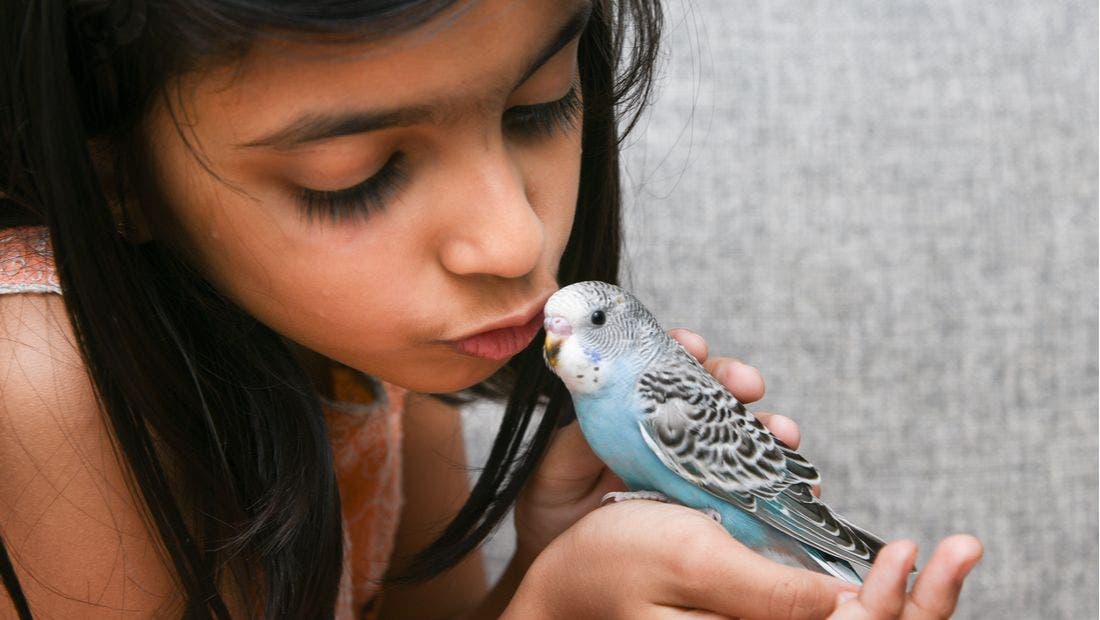 Microchipping Your Bird