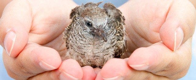 How to Adopt a Rescue Bird