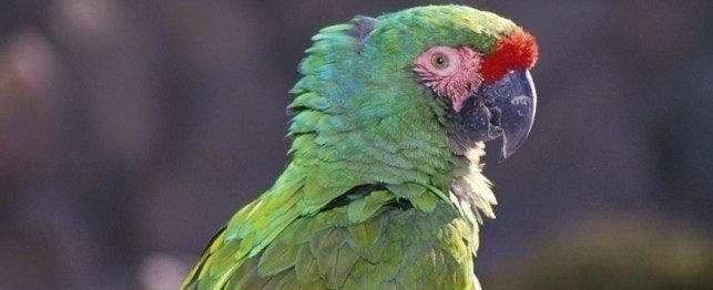Choosing a Buffon's Macaw