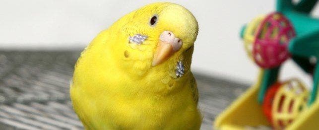 Bird Senses: Understanding Their World