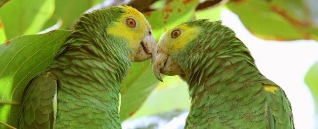 Choosing a Yellow-shouldered Amazon