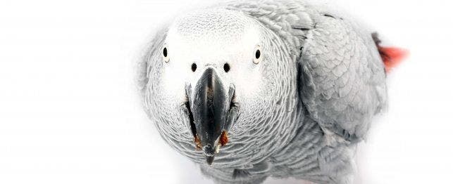 Putting Together a First-Aid Kit for Your Bird