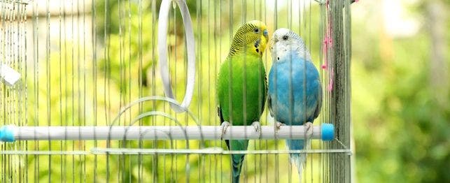 For the Birds: Your Guide to Owning a Feathered Friend