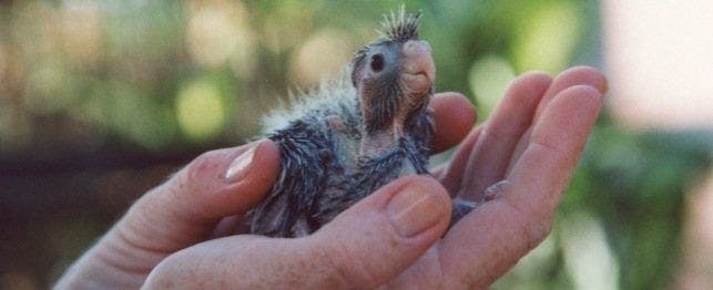 How to Care for a Baby Bird