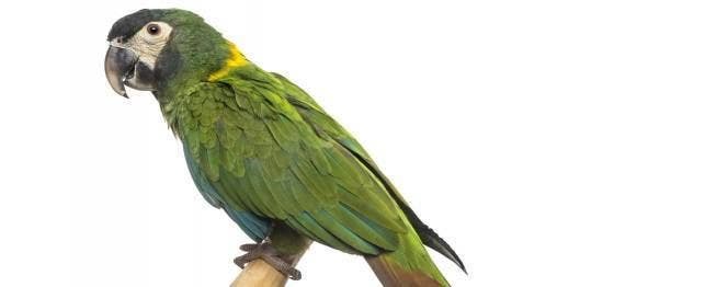 Choosing a Yellow-collared Macaw