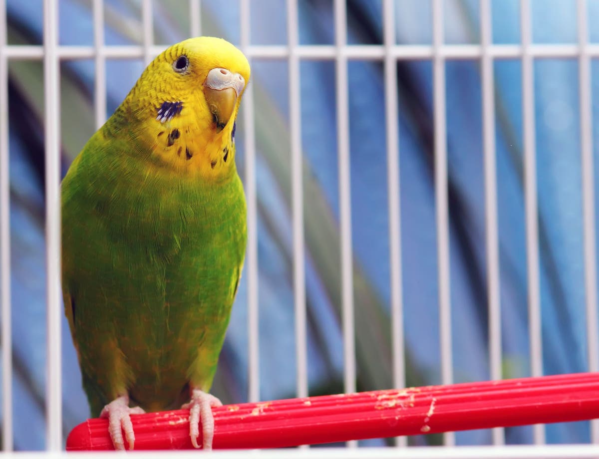 Sneezing and Nasal Discharge in Birds