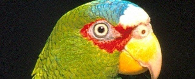 Choosing a White-fronted Amazon