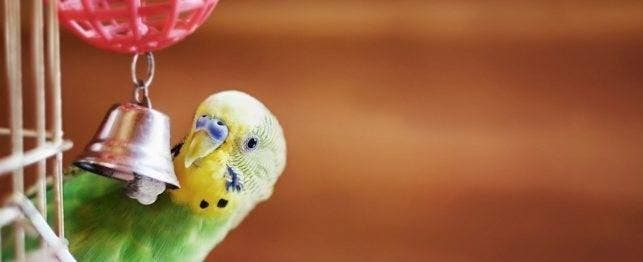 10 Crucial Factors to Think About Before Deciding to Buy a Bird