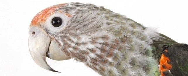 Choosing a Cape Parrot