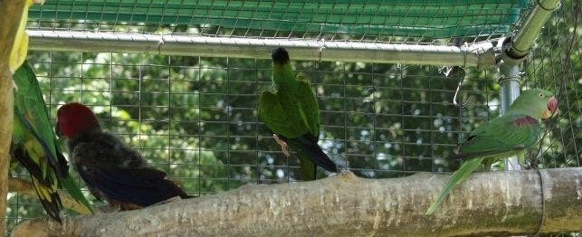 How to Build an Aviary