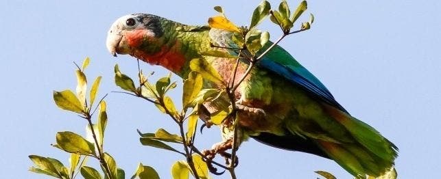Choosing a Cuban Amazon