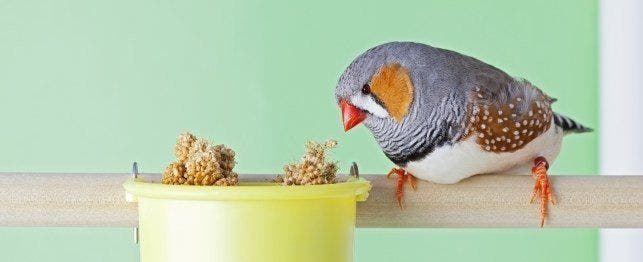 Choosing the Right Bird for You