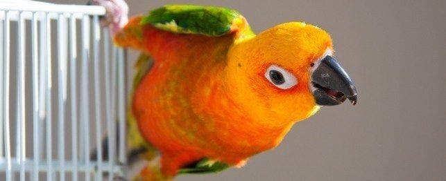 How to Pick the Perfect Parrot