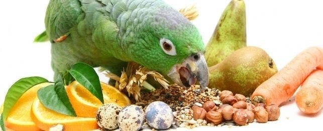 Should You Supplement Your Bird's Diet?