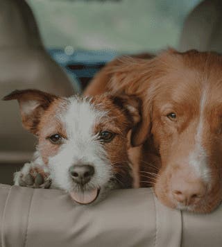 Breed Guide - PetPlace