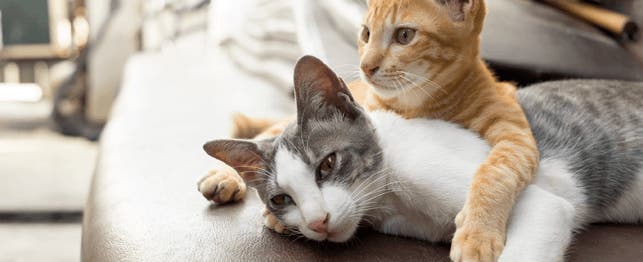 Selecting and Showing Your Domestic Shorthair Cat