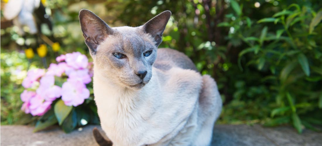 Your Guide to Siamese Cats - PetPlace