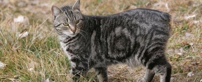 Manx Cat Breeders