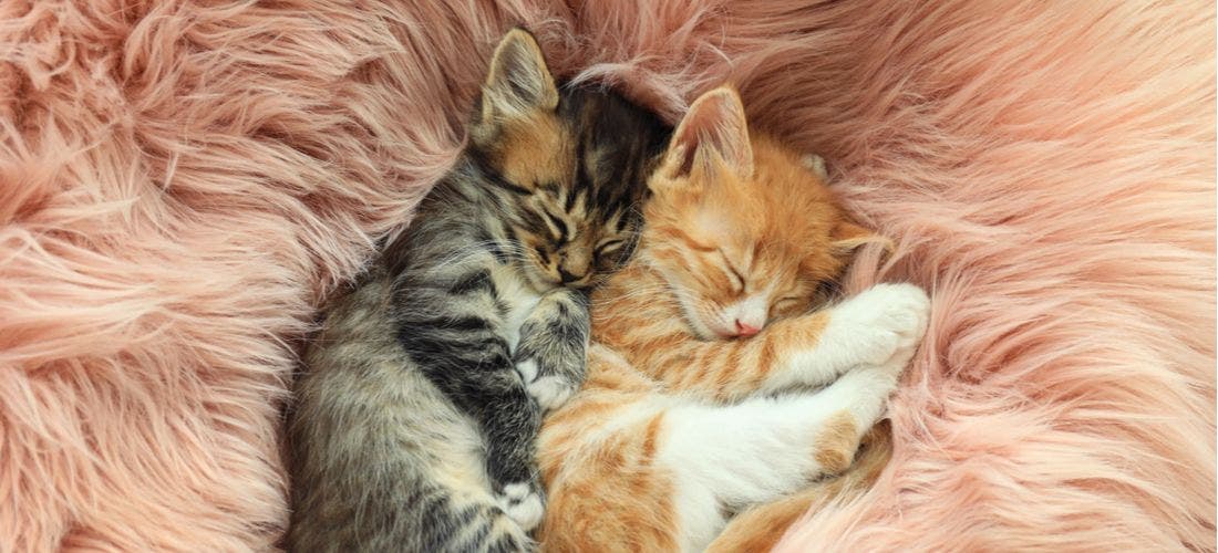 10 Cute Cat Videos for National Cat Month - PetPlace