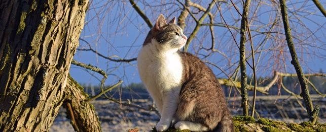 Just for Kids: Identify Your Cat