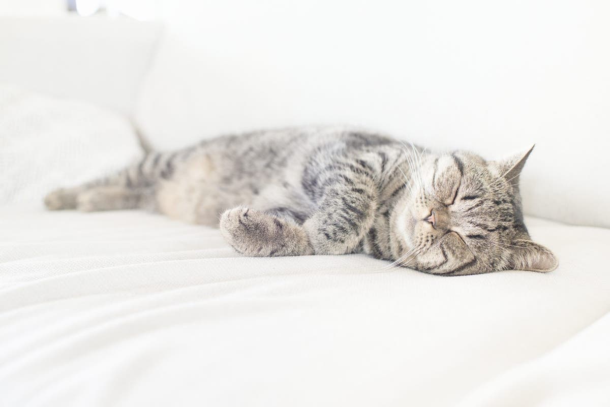 Steps to Care for an Unconscious Cat