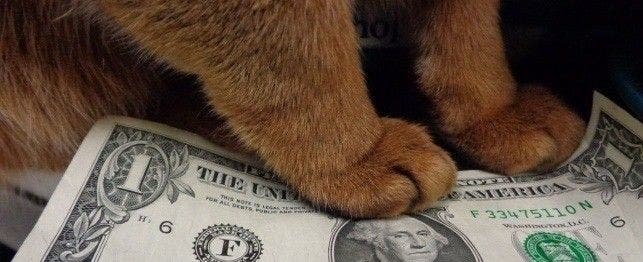 7 Tips for Saving Money on Cat Care