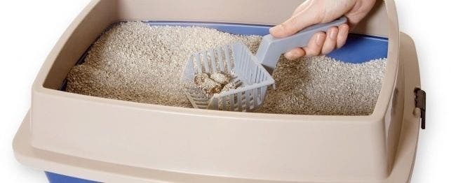 Litter Boxes - What You Should Know