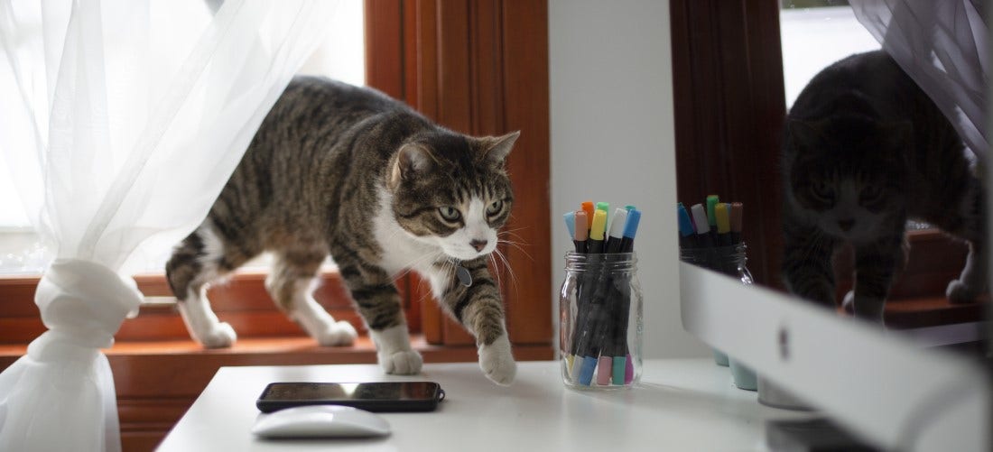 Why Do Cats Knock Things Off Tables? Understanding Feline Instincts ...