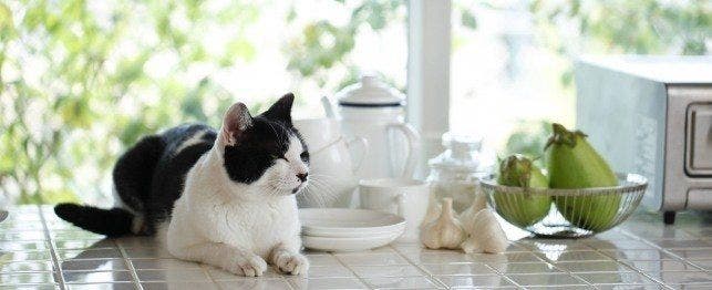 How to Keep Your Cat Off Tables and Counters