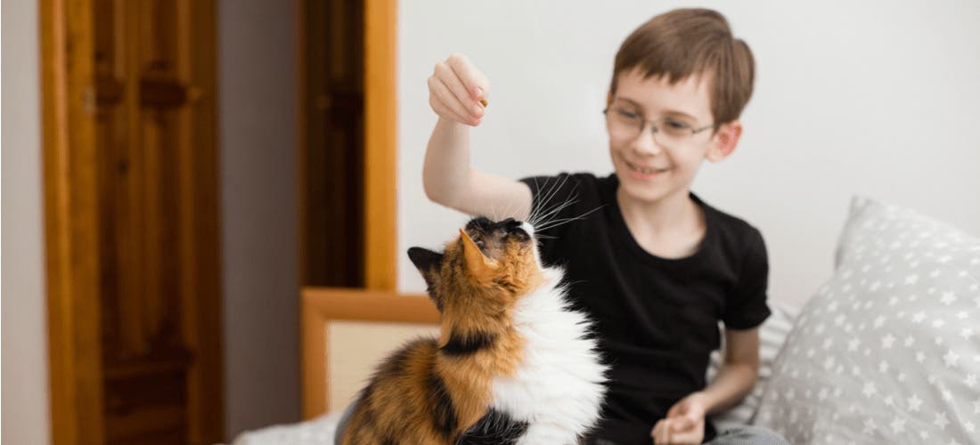 Are Cats Or Dogs Better For Autism Spectrum