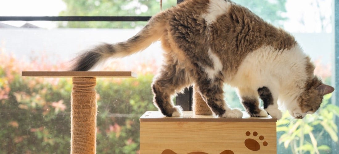 Environmental Enrichment for Your Cat | PetPlace.com