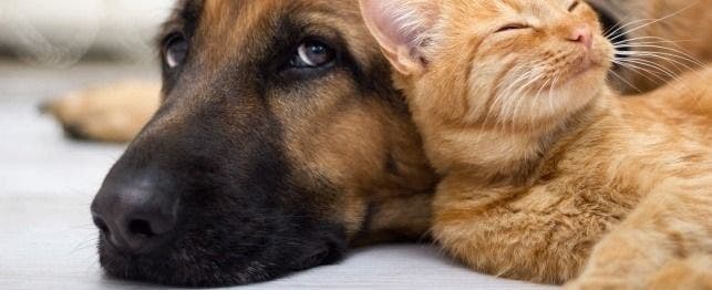 Were Cats and Dogs on the Mayflower?