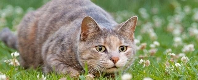 Predatory Aggression in Cats