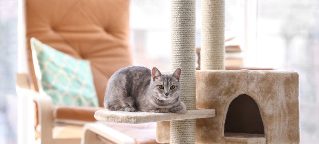Selecting the Right Environmental Enrichment for Your Cat PetPlace