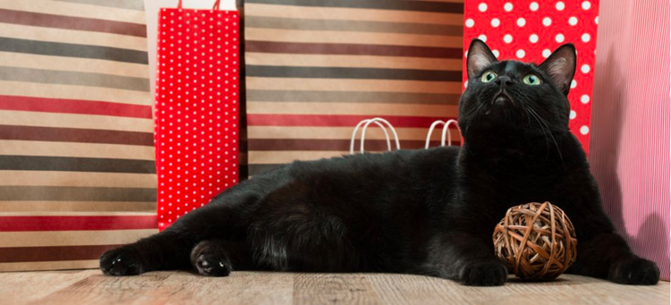The Ultimate New Cat Shopping List