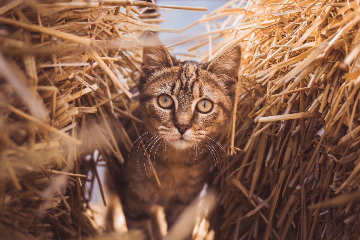 Barn Cat Names: 140+ Rustic and Country-Inspired Ideas for Your Outdoor ...