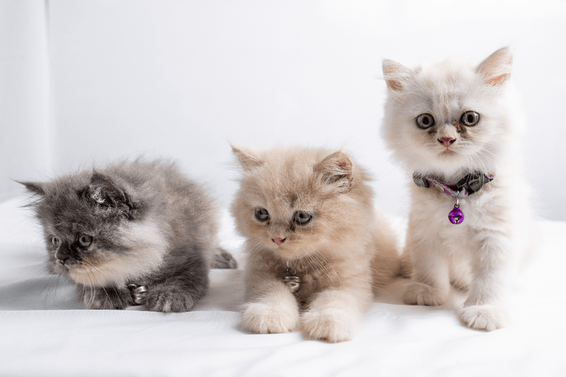 Petplace