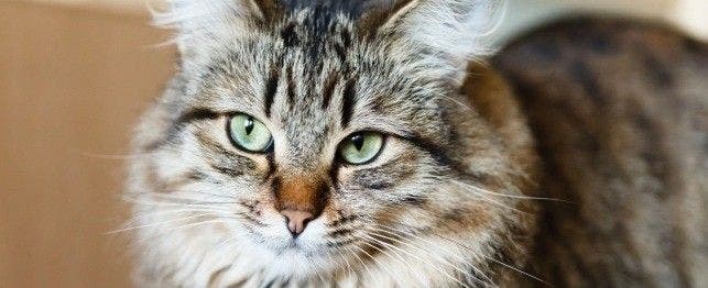 Smart Cats: Name Ideas for Smart Cats with Intelligent Personalities