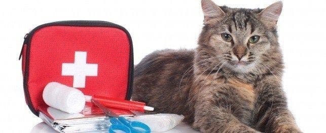 Travel First-Aid Kit for Your Cat