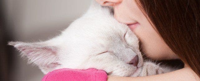 How to Raise a Happy, Friendly Kitten or Cat - PetPlace