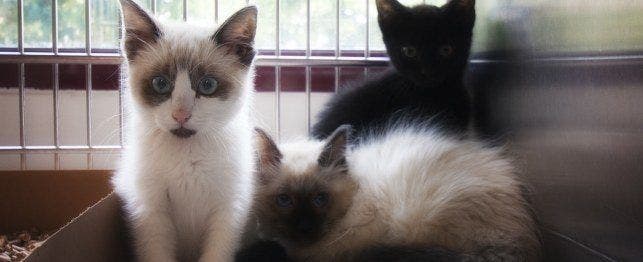 10 Tips to Avoid Online Cat Adoption Scams