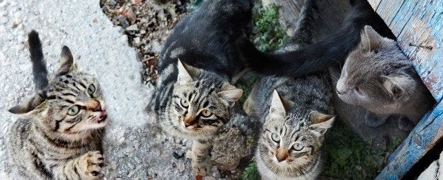 Cat Hoarding- What You Should Know
