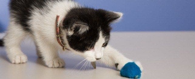 Understanding the Behavior of a 4-Month-Old Kitten | PetPlace.com