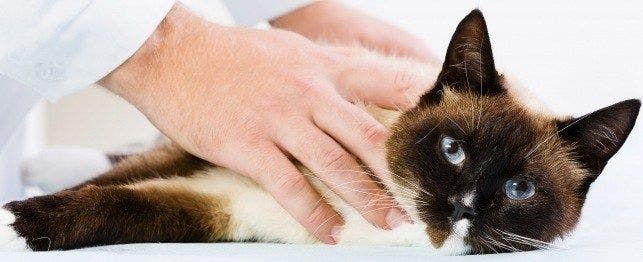 How to Express Anal Glands in a Cat
